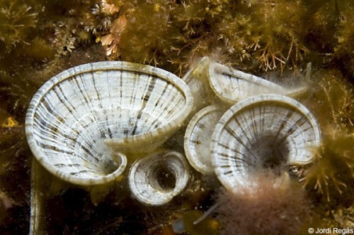 pham dinh lan - khong tuoc tu thuat